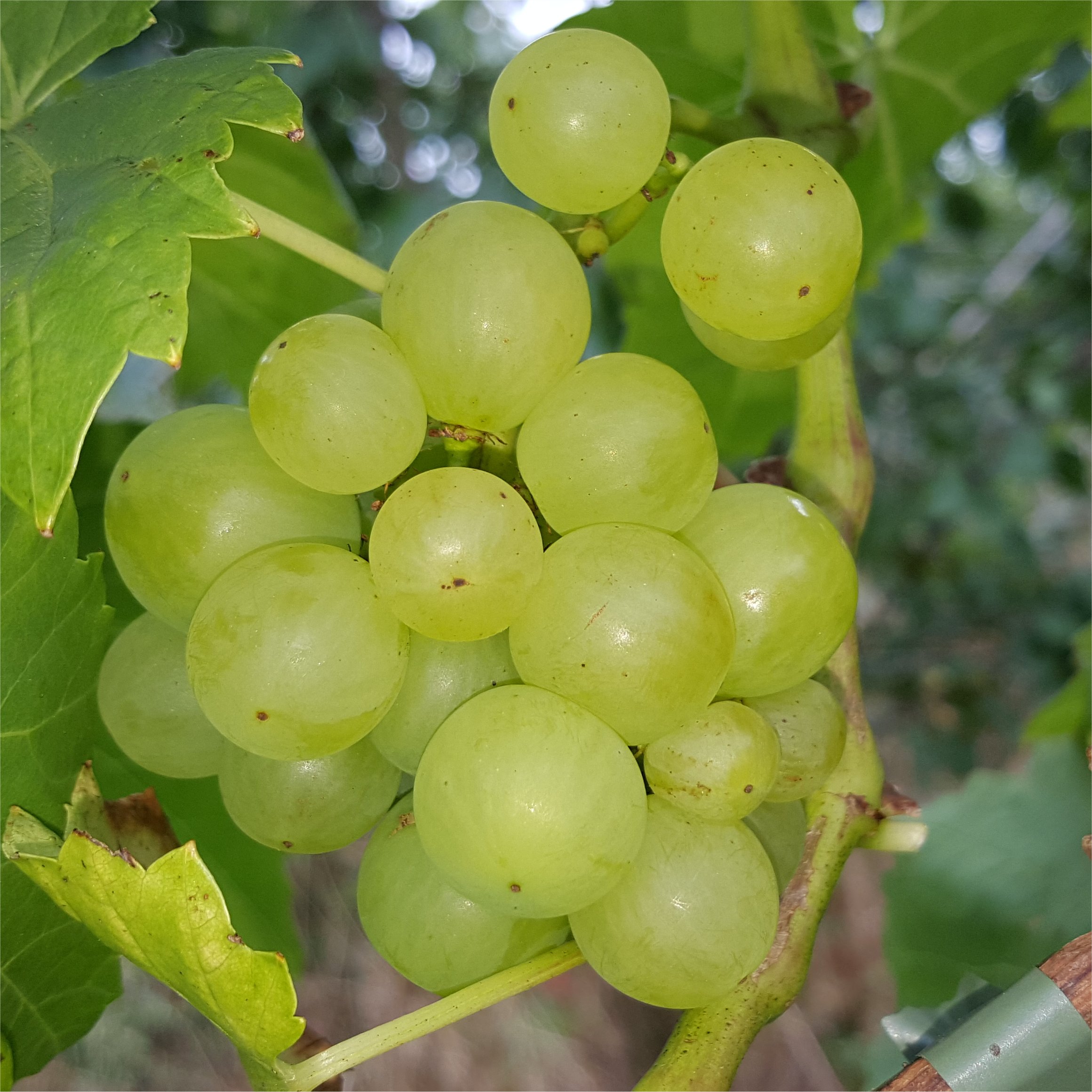 Grape Variety Dea The BLOG Of Www gb online co ukThe BLOG Of Www gb Grape Variety Dea The BLOG Of Www gb online co ukThe BLOG Of Www gb