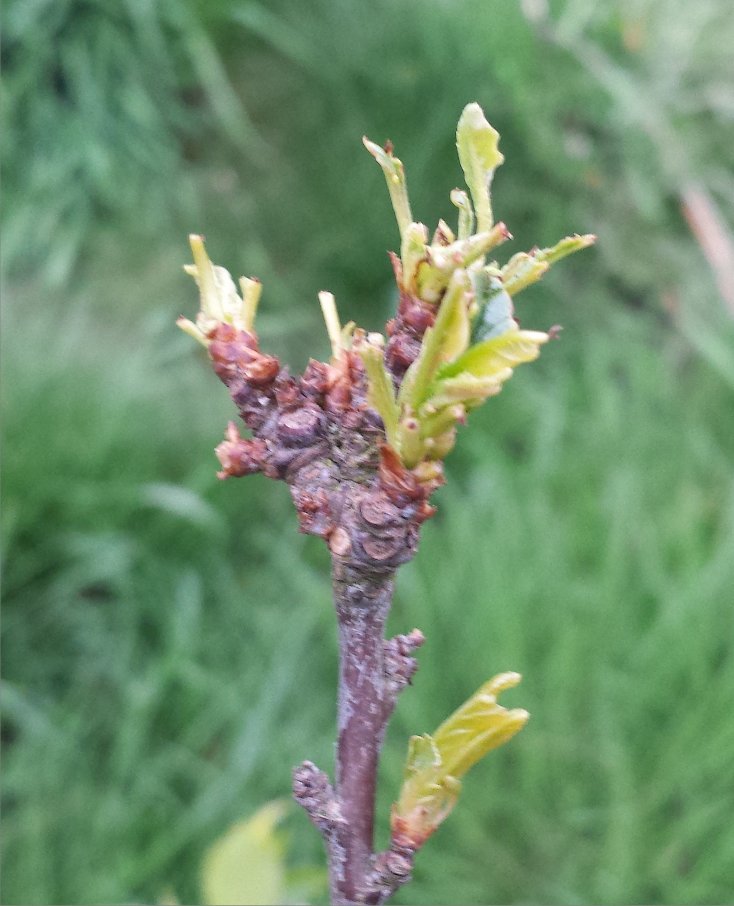 Pigeon Damage to Fruit Tree's - The BLOG of www.gb-online.co.uk