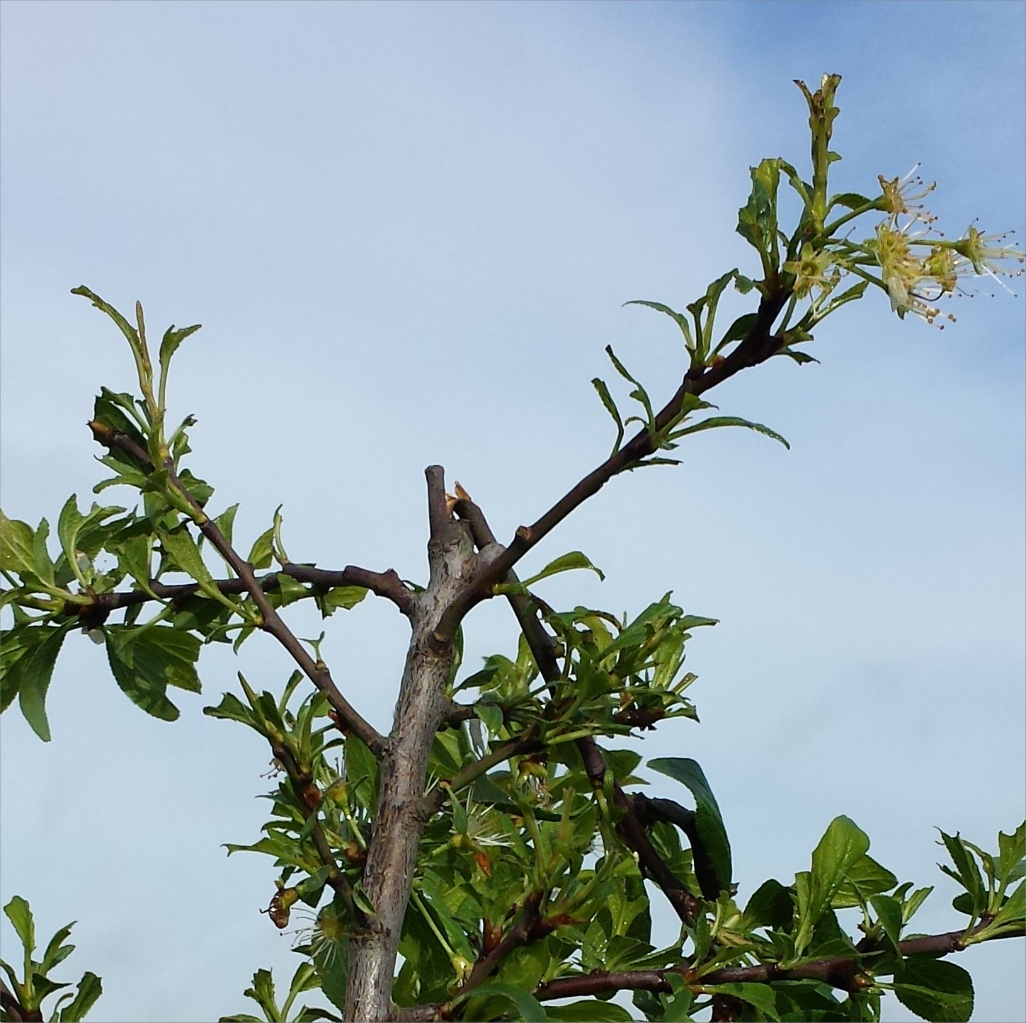 Pigeon Damage to Fruit Tree's - The BLOG of www.gb-online.co.uk