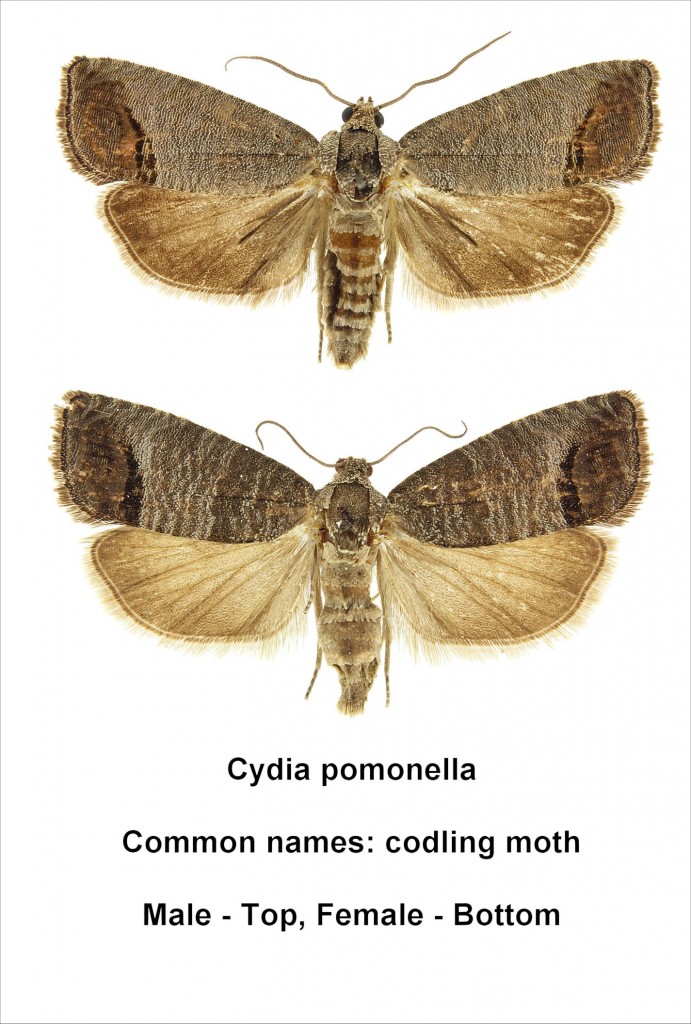 Apple Codling Moth - Cydia pomonella - The BLOG of www.gb-online.co.uk