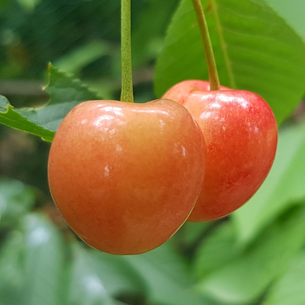 Napoleon Cherry ready 1st July 2022 - The BLOG of www.gb-online.co.uk