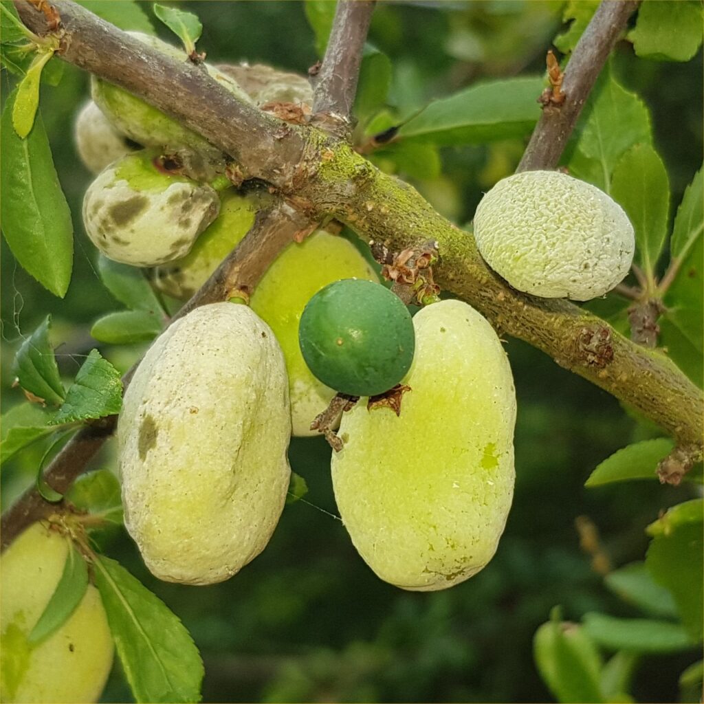 Pocket Plum (Taphrina pruni) fungal pathogen of Blackthorn - June 2023 ...