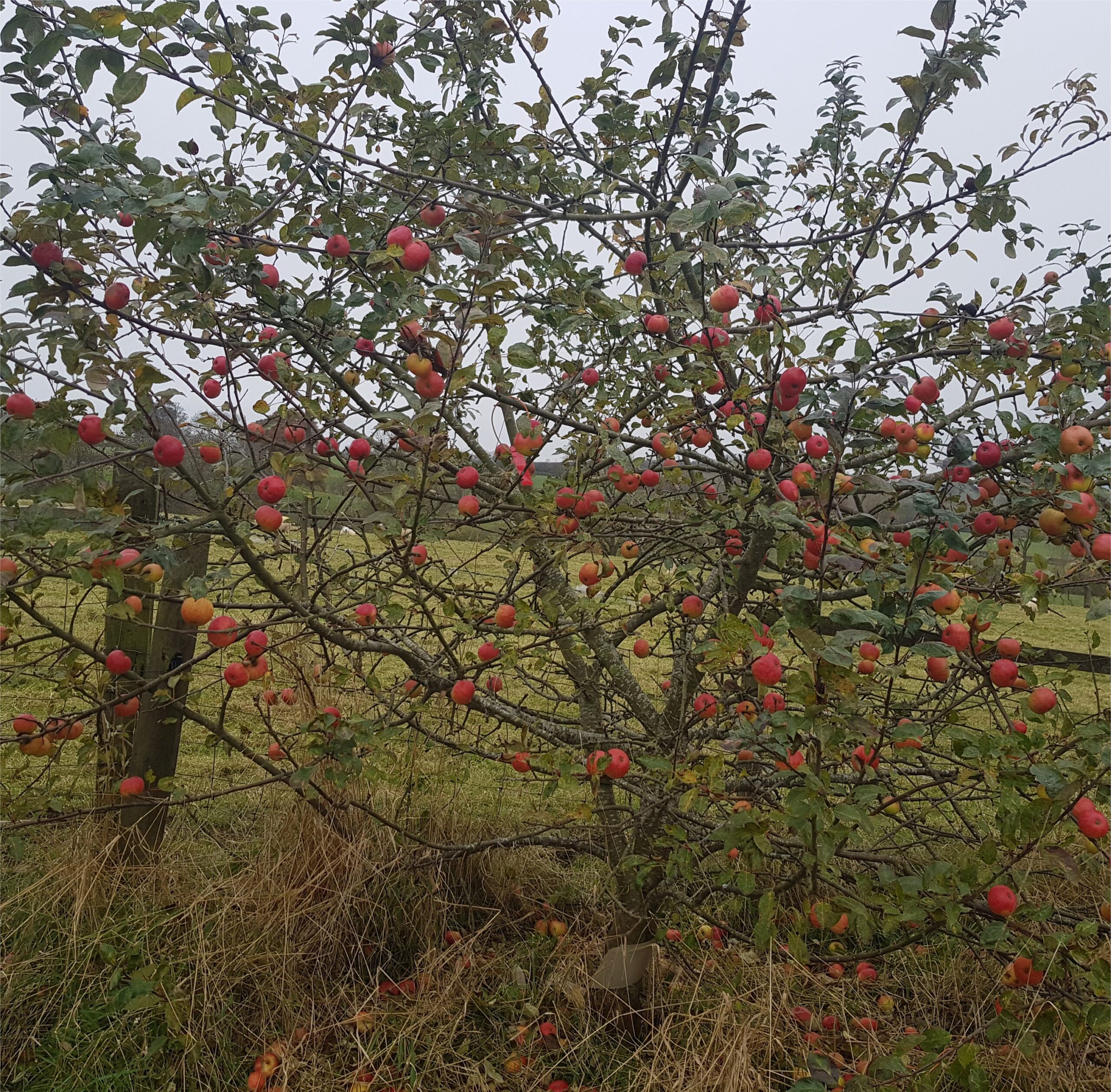 Just a few more Fruit varieties from our Orchard - End Nov/Dec 2023 ...