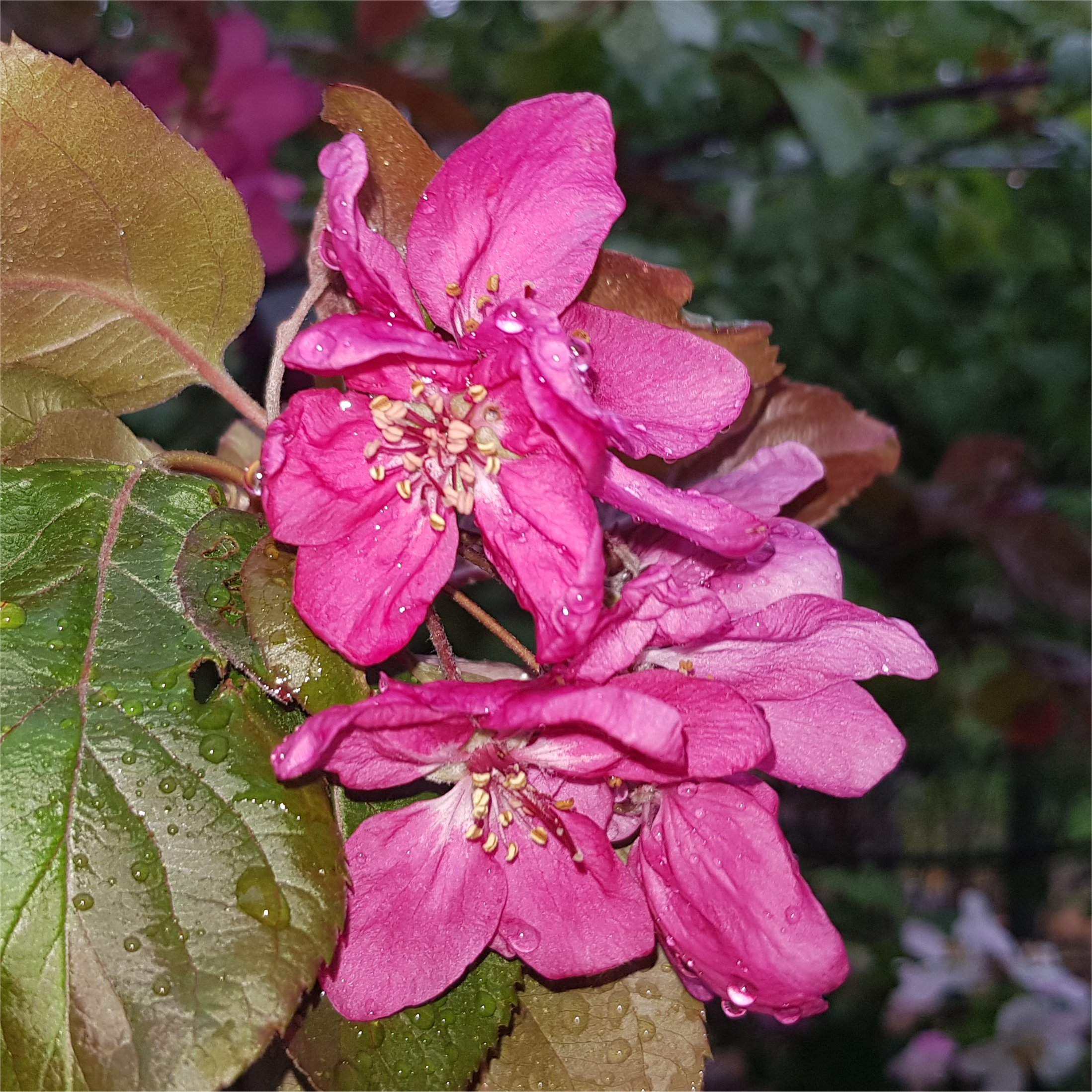 Spring 2025 Red Fleshed Apple Flowers - The BLOG of www.gb-online.co.uk