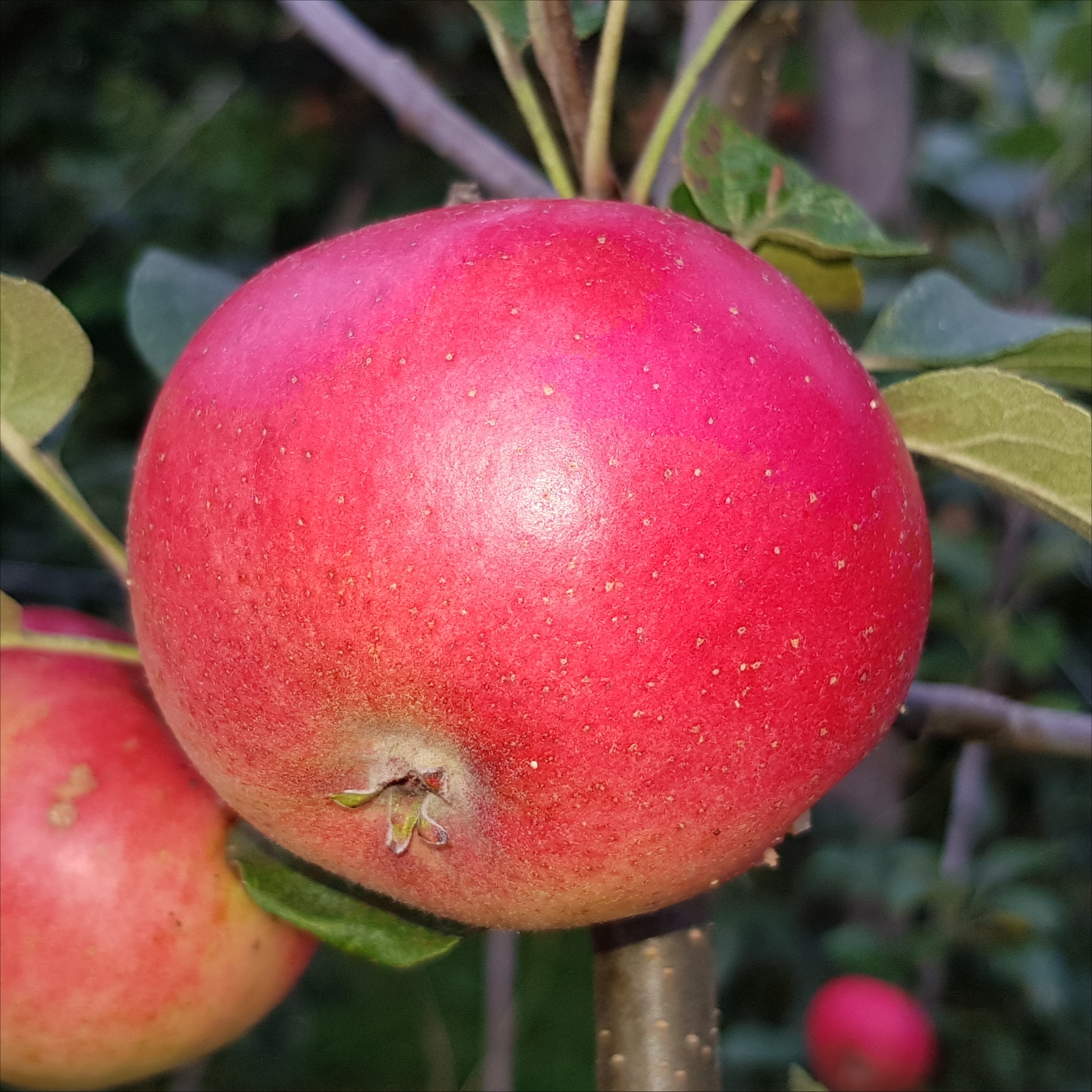 Early ripening Apple - 'Widows Friend' end of July - The BLOG of www.gb ...