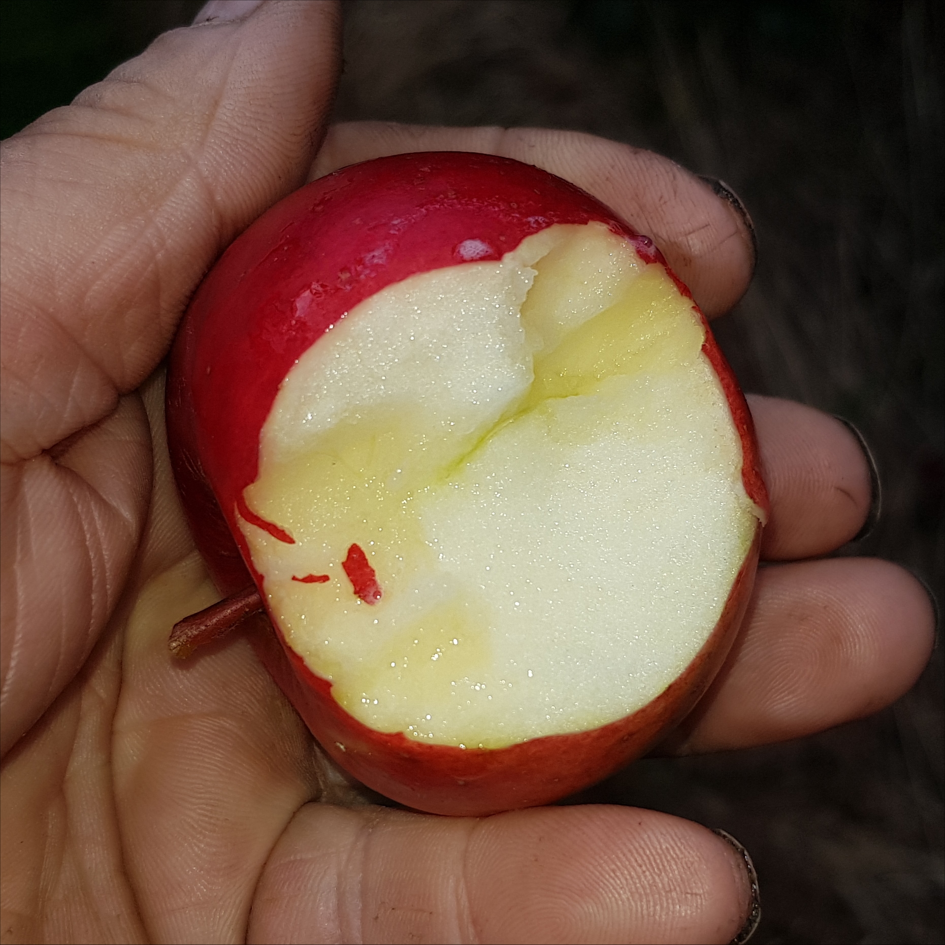 Early ripening Apple - 'Widows Friend' end of July - The BLOG of www.gb ...