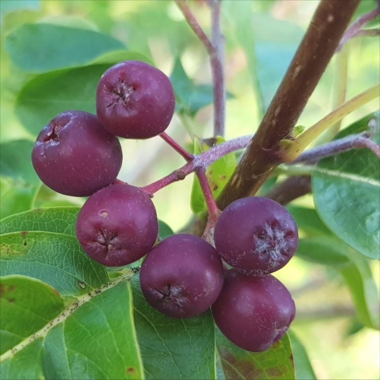 Sorbus - Sorbopyrus. 'burka' - Hybrid - August 2020 - The BLOG of www ...