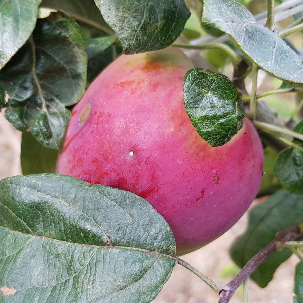 Apple - Viking variety - New for 2019 - The BLOG of www.gb-online.co.uk