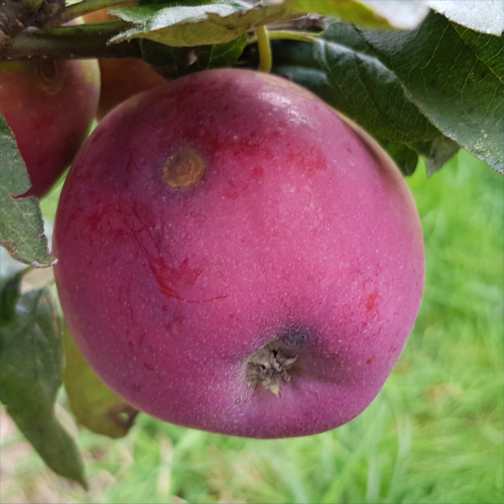 Apple - Viking variety - New for 2019 - The BLOG of www.gb-online.co.uk