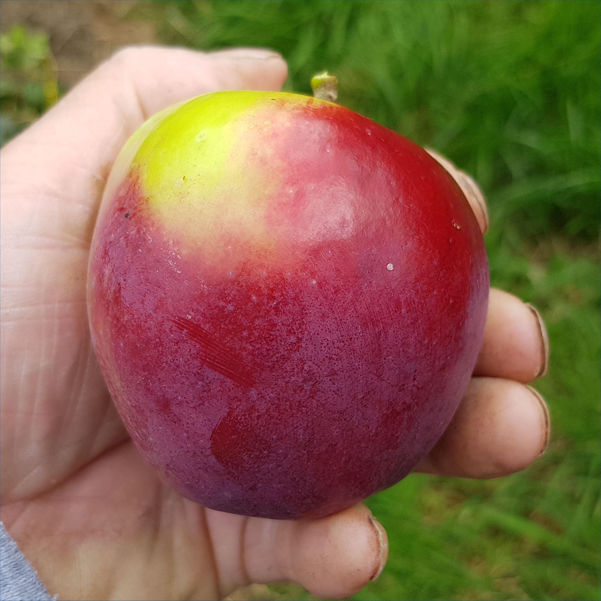 Apple - Viking variety - New for 2019 - The BLOG of www.gb-online.co.uk
