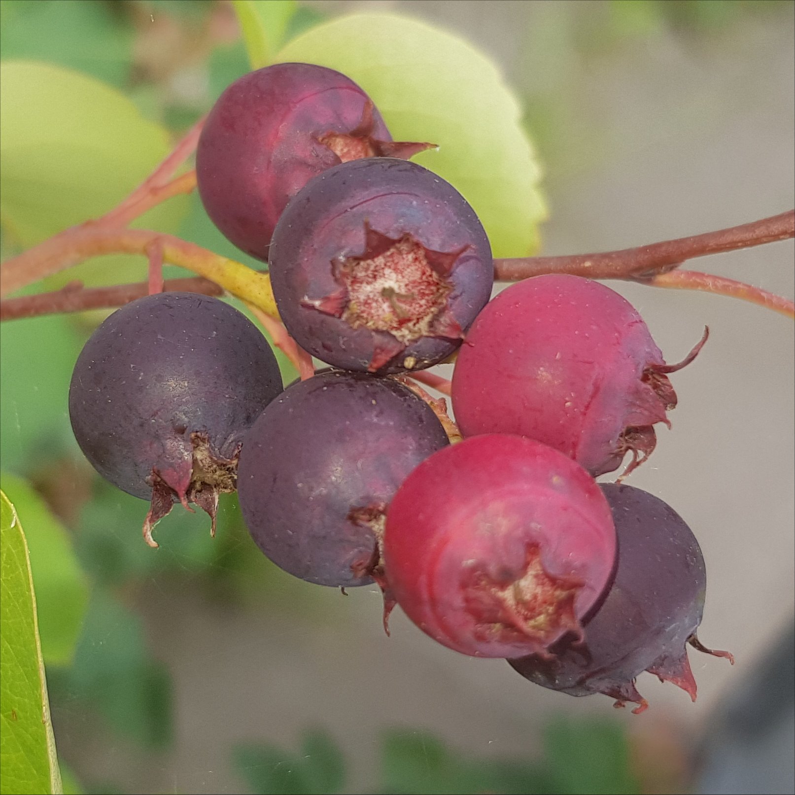 Amelanchier alnifolia or Serviceberry or Juneberry 'Smoky' - The BLOG ...